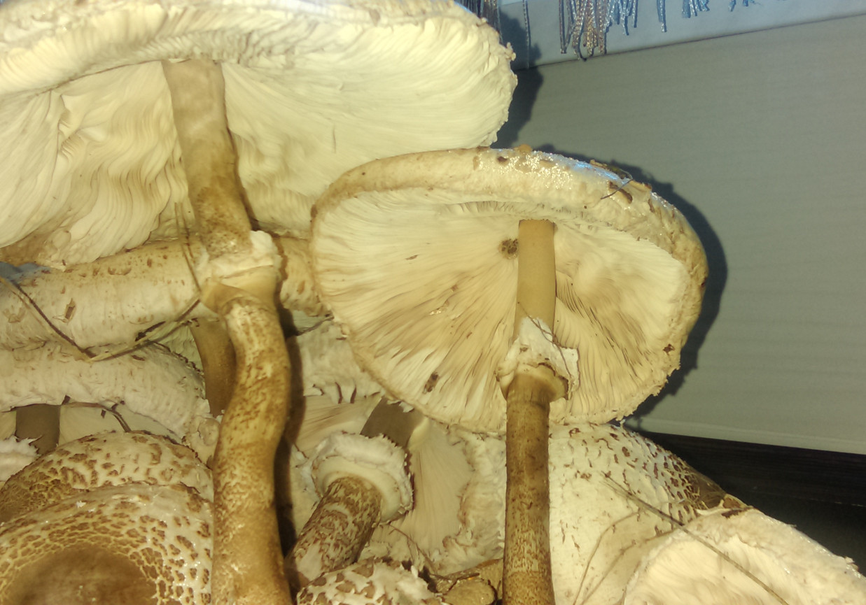 Kanie - DoradcaSmaku.pl