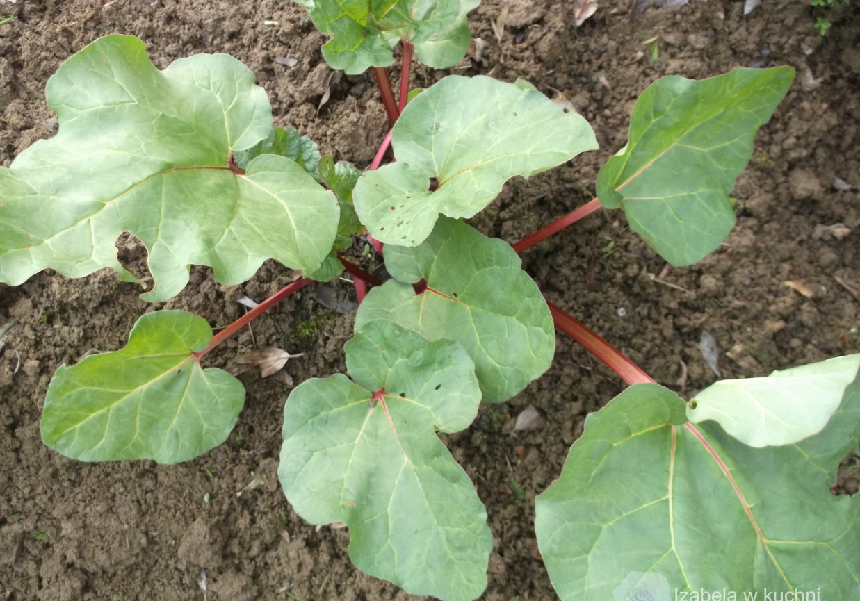 Rabarbar w kuchni. - DoradcaSmaku.pl