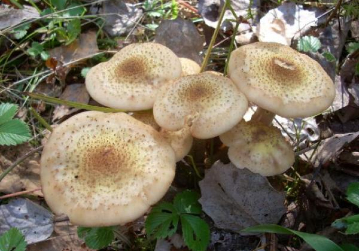 Sałatka z opieniek - DoradcaSmaku.pl