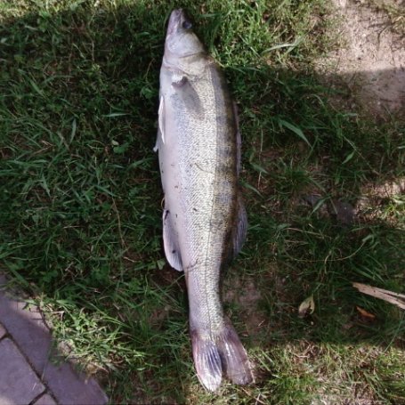 Smażony sandacz. - DoradcaSmaku.pl